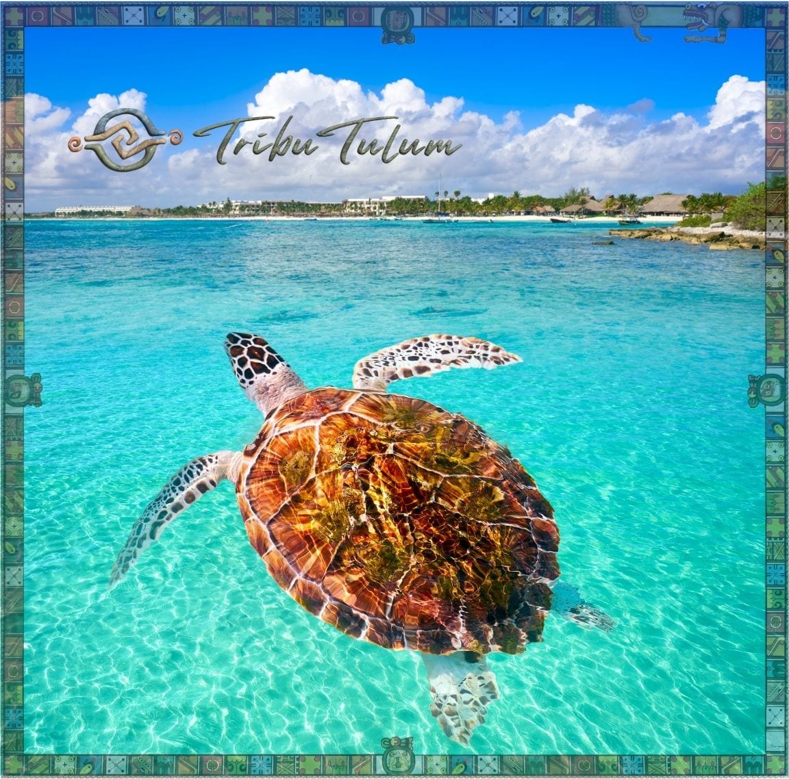 Flora y Fauna de Tulum: Tortugas, Aves y Vida Silvestre | Tribu Tulum